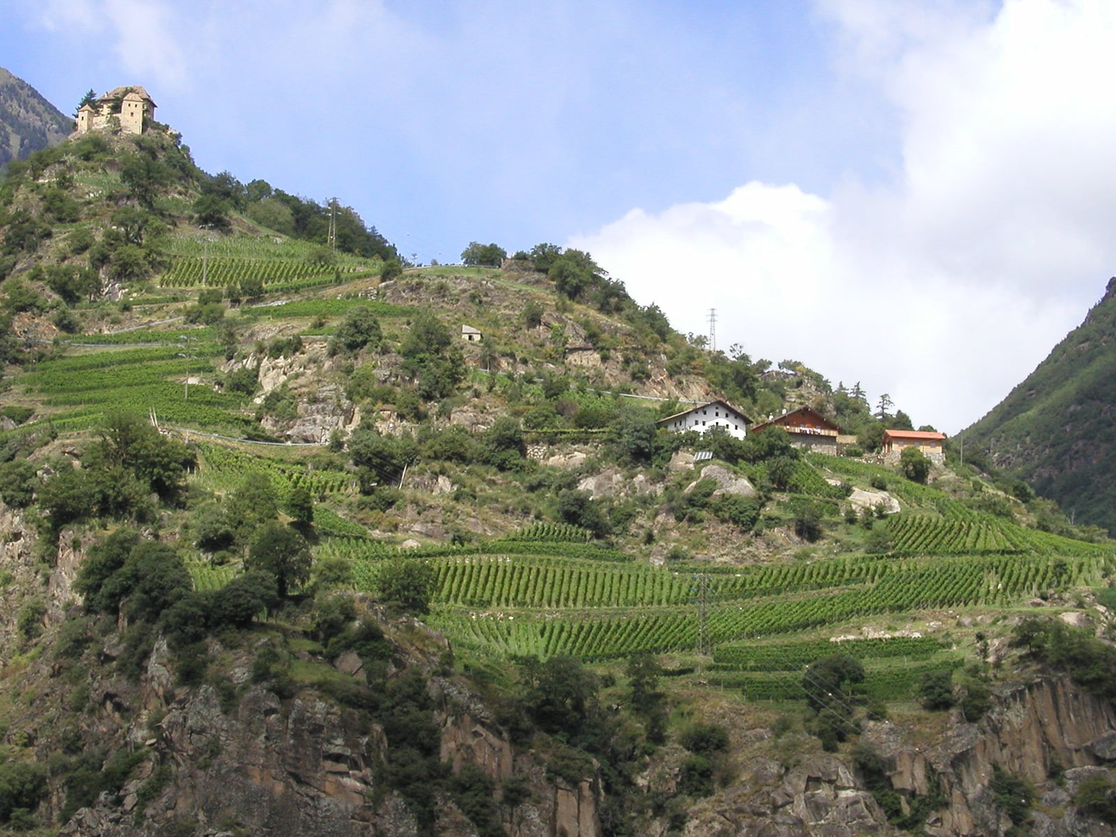 Weinanbau - Weingut & Hofbrennerei Unterrotl | Castel Juval