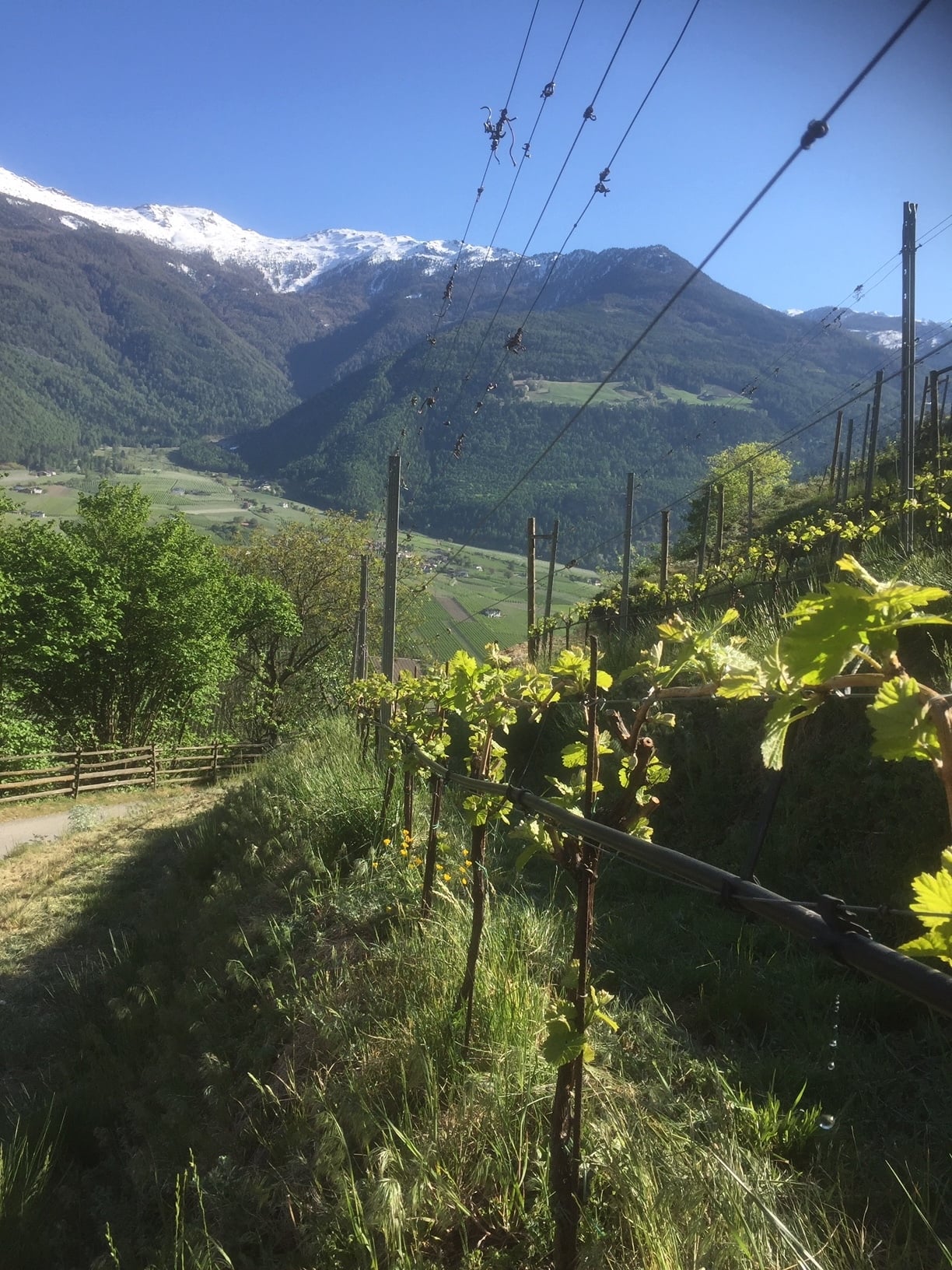 Weingut und Hofbrennerei - Weingut & Hofbrennerei Unterrotl | Castel Juval