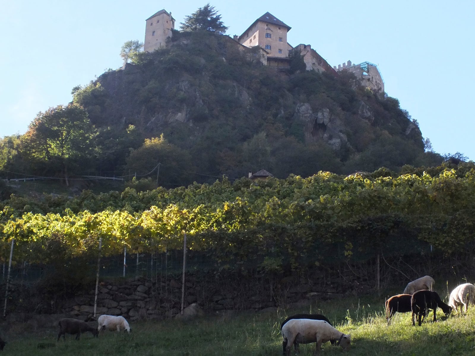 Juval erleben - Weingut & Hofbrennerei Unterrotl | Castel Juval